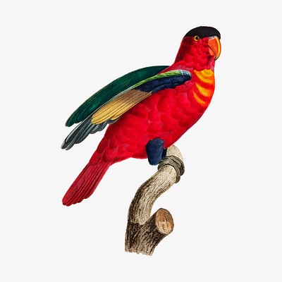 The Purple-Naped Lory illustration | Premium Vector Illustration - rawpixel