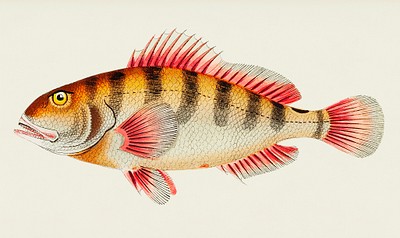 Semifasciated Sparus or Fulvous Sparus | Free Photo Illustration - rawpixel