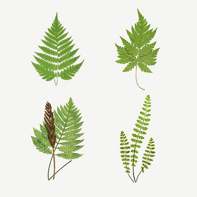 Set ferns vintage illustration mockup | Premium PSD - rawpixel