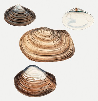 Clam shell varieties set illustration | Free Photo Illustration - rawpixel