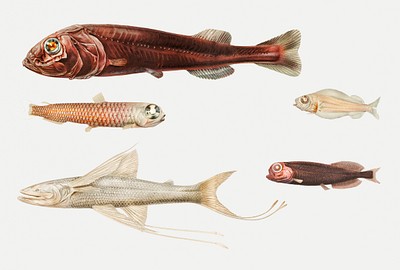 eep sea fish varieties set | Free Photo Illustration - rawpixel