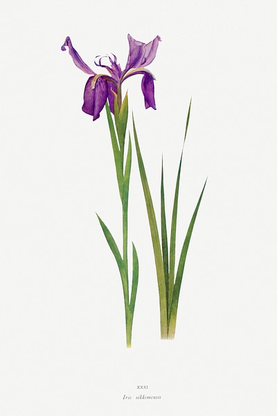Iris Sikkimensis from The genus | Free Photo Illustration - rawpixel