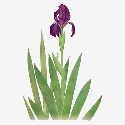 Iris Subbiflora genus Iris William | Free Photo Illustration - rawpixel