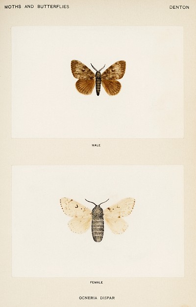 Gypsy Moth - Male, Female | Free Photo Illustration - rawpixel