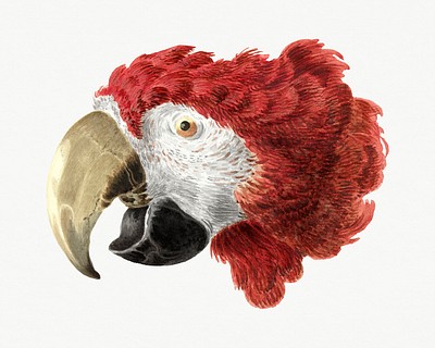 Head Macaw (1725–1792) painting high | Free Photo Illustration - rawpixel
