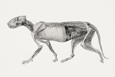Tiger Body, Lateral View (Study | Free Photo Illustration - rawpixel