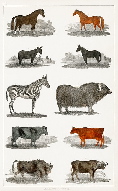 Collection animals. Digitally enhanced our | Free Photo Illustration ...
