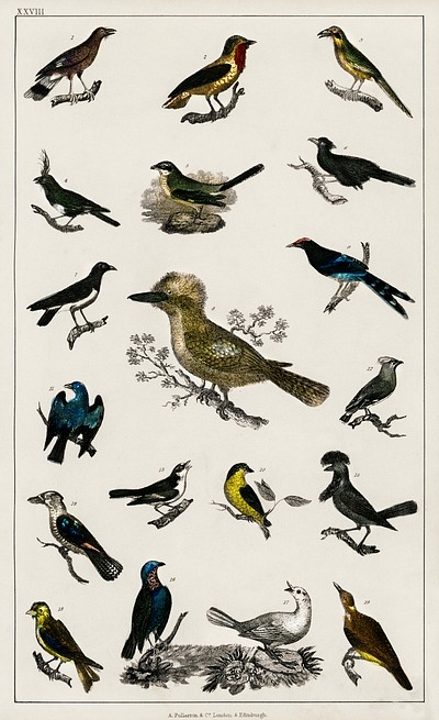 Collection Various Birds. Digitally enhanced | Free Photo Illustration ...