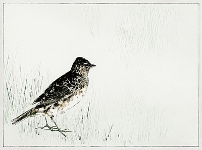 Skylark illustration Bijutsu Sekai (1893-1896) | Free Photo ...