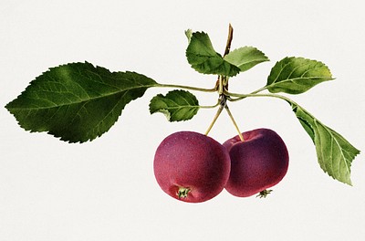 Vintage apples twig illustration. Digitally | Free Photo Illustration ...