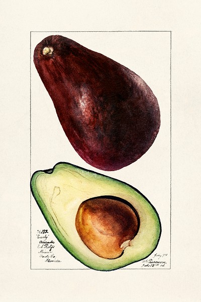 Vintage avocado transparent png. Digitally | Premium PNG Sticker - rawpixel