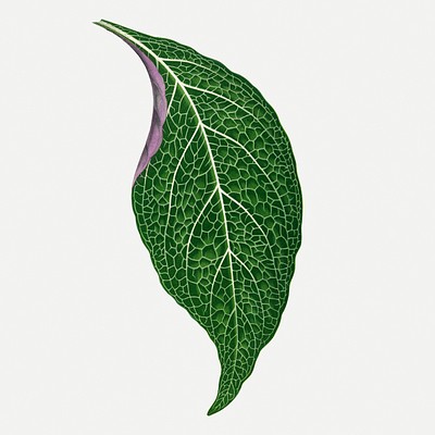 Green Adelaster Albivenis leaf illustration. | Free Photo Illustration ...