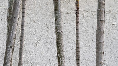 Tropical trees concrete wall background | Free Photo - rawpixel