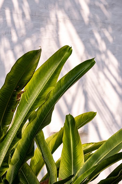 Light and shadow of green | Premium Photo - rawpixel