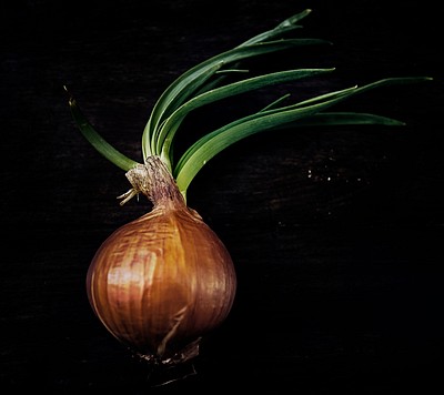Organic yellow onion table | Premium Photo - rawpixel