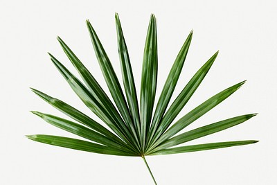Fresh green palm leaf transparent | Premium PNG Sticker - rawpixel