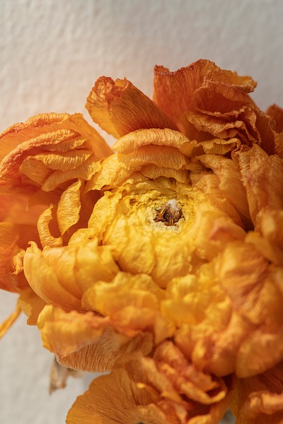 Dry orange ranunculus macro shot | Photo - rawpixel