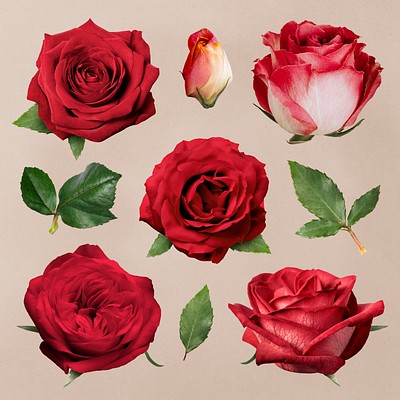 Red rose collage element, flower, | Premium PSD - rawpixel