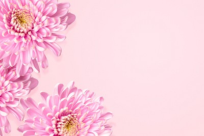 Chrysanthemum flowers border background, botanical | Premium PSD - rawpixel