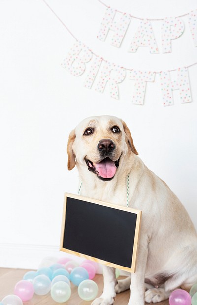 Labrador Retriever birthday party an | Free Photo - rawpixel