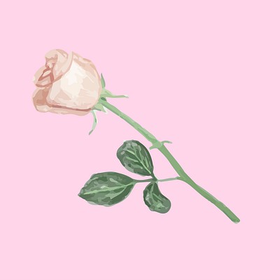 Illustration of drawing white rose | Free Vector Illustration - rawpixel