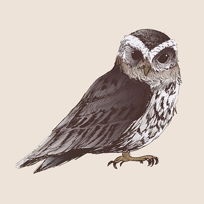 Illustration drawing style of owl | Free Photo Illustration - rawpixel
