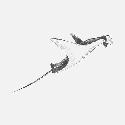 Illustration drawing style sea fish | Premium Vector Illustration ...