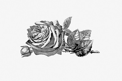 Vintage Victorian style rose engraving. | Free Photo Illustration ...