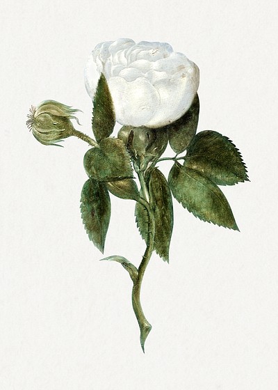 Vintage white rose flower design | PSD Illustration - rawpixel