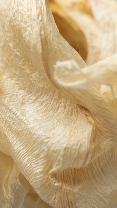 Dried tulip flower petals macro | Premium Photo - rawpixel