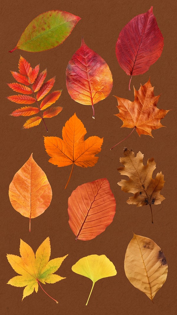 Autumn leaf set, editable design | Premium Editable Design - rawpixel