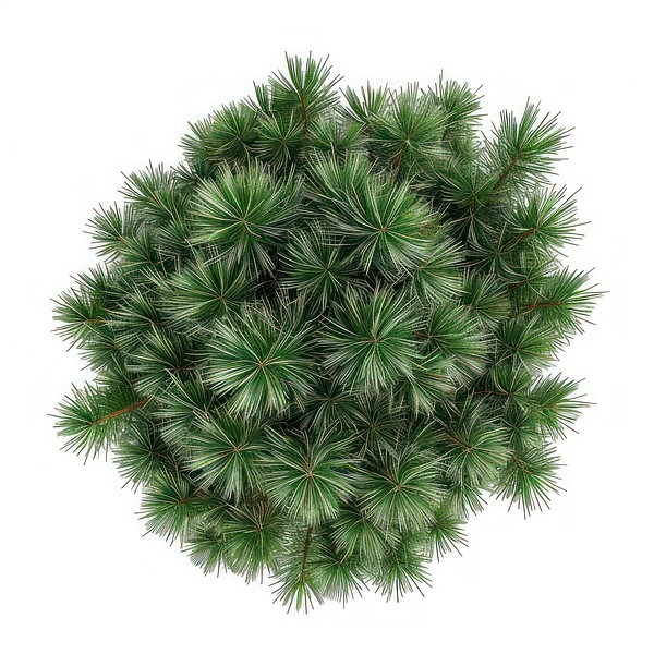 Lush green pine tree top | Free Photo - rawpixel