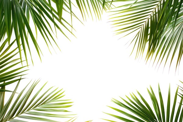 Palm leaves leaf background tropical. | Free Photo - rawpixel