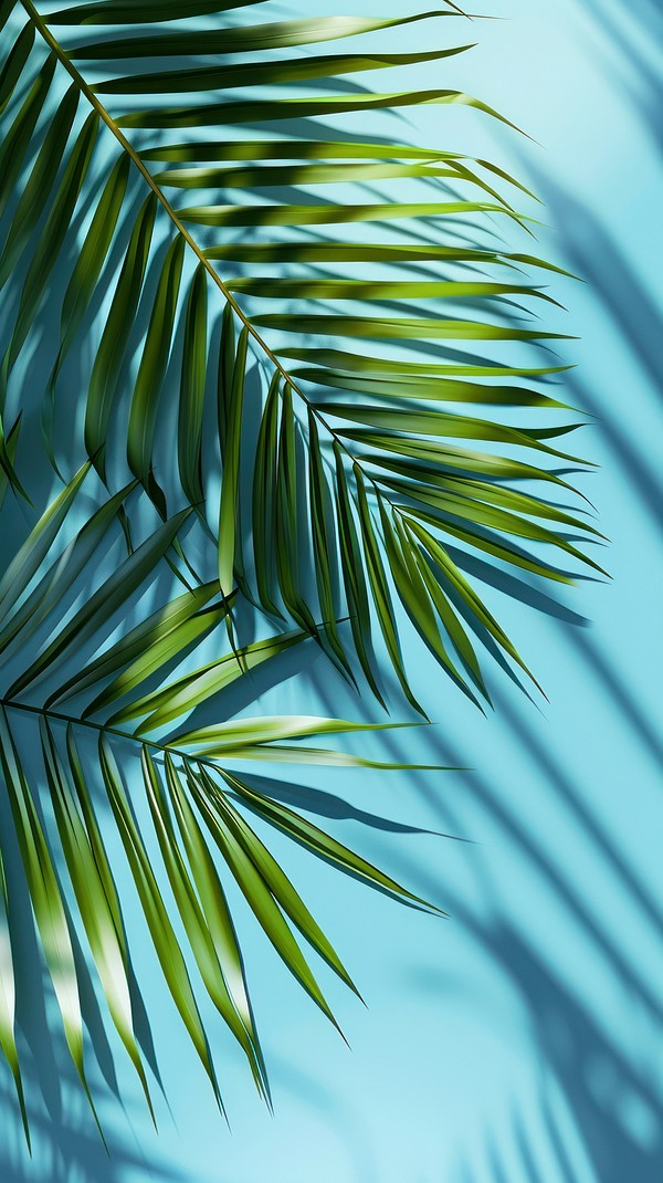 Palm tree leaf backgrounds outdoors. | Premium Photo - rawpixel