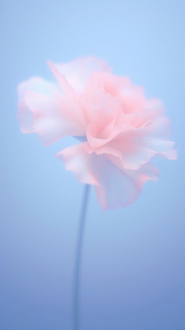 Blurred gradient pink Carnation carnation | Premium Photo Illustration ...