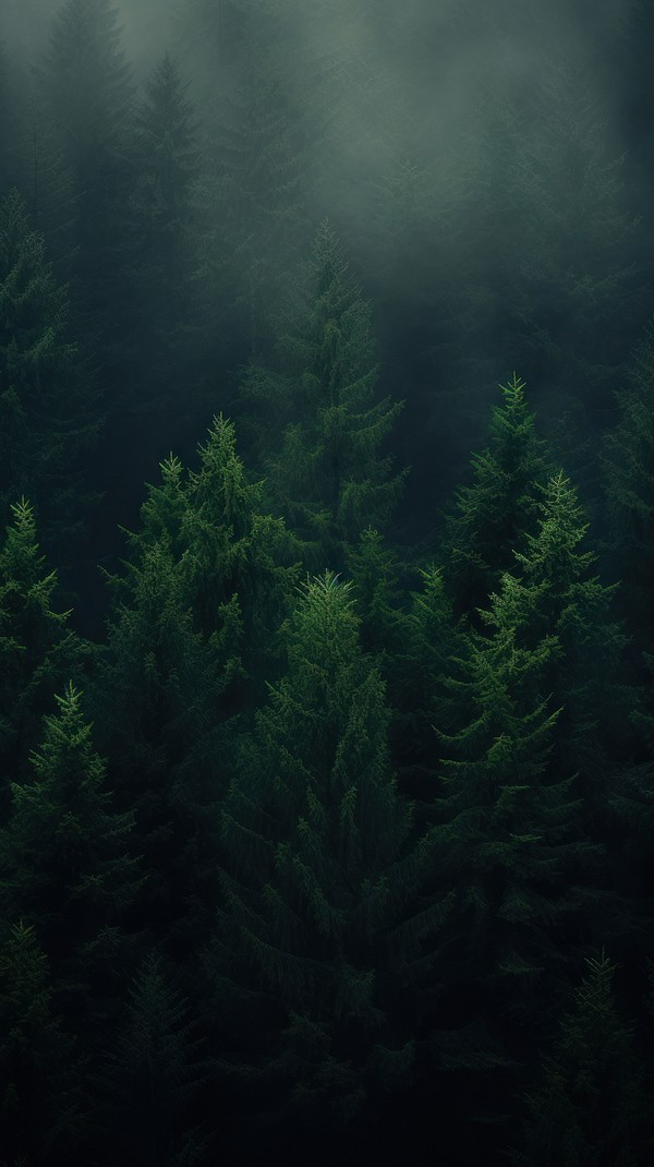 Deep pine forest green outdoors | Premium Photo - rawpixel