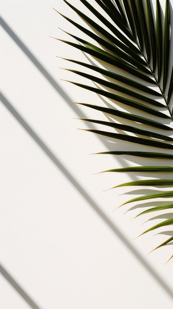 Palm leaf outdoors nature shadow. | Premium Photo - rawpixel