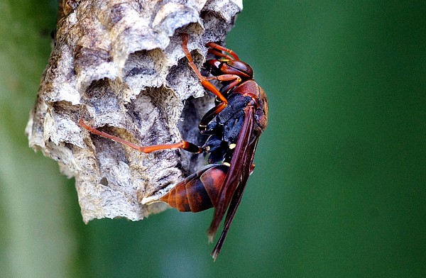 Australian paper wasp. | Free Photo - rawpixel