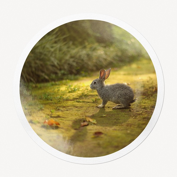 Spring rabbit circle frame, animal | Free Photo - rawpixel