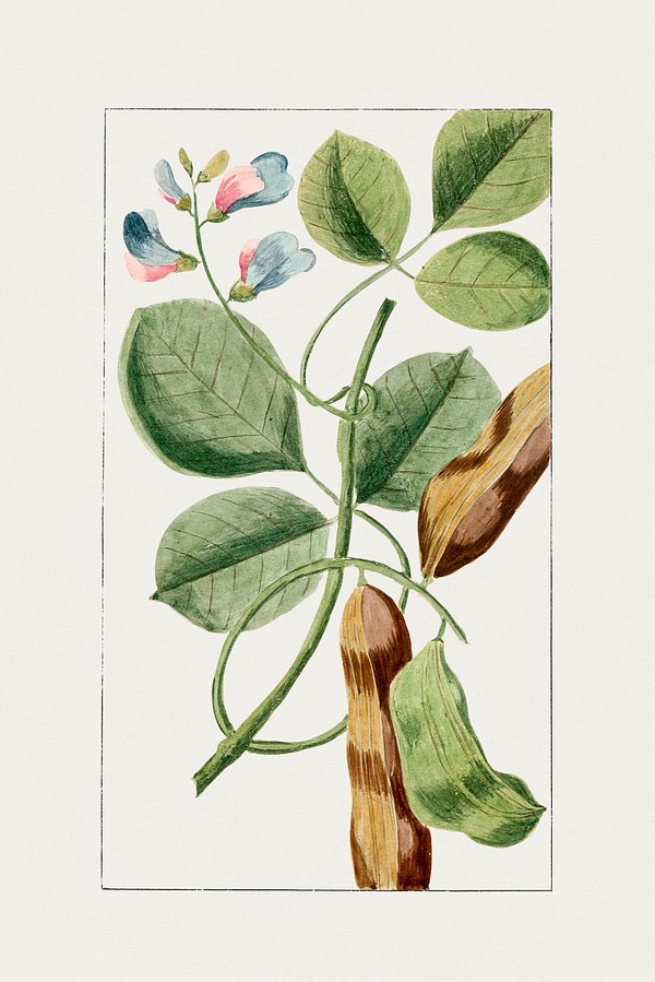 Hand drawn tamarind. Original Biodiversity | Free Photo Illustration ...