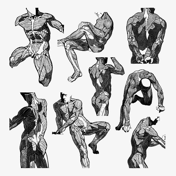 Man's muscles vector human anatomy | Premium Vector - rawpixel