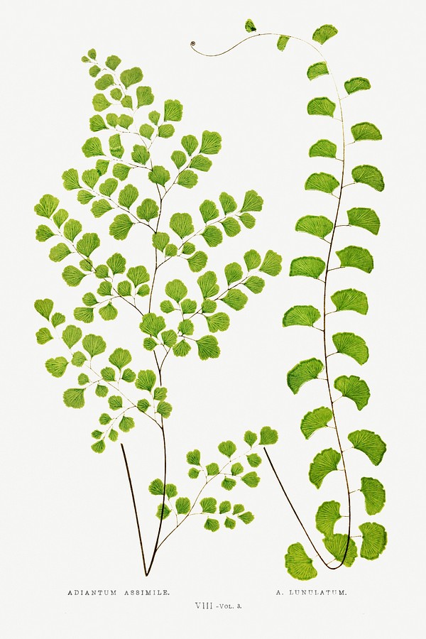 Adiantum Assimile A. Lunulatum Ferns: | Free Photo Illustration - rawpixel