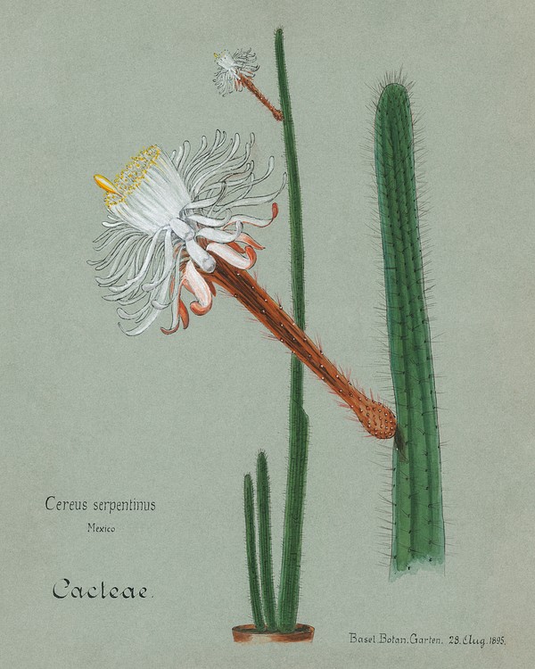 Snake cactus. Digitally enhanced our | Free Photo Illustration - rawpixel