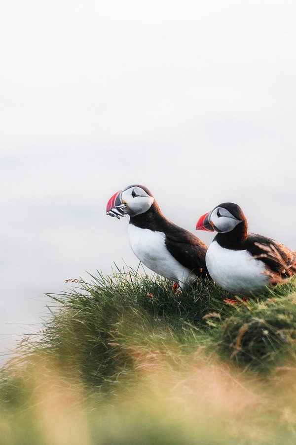 Closeup of puffins with fish | Free Photo - rawpixel