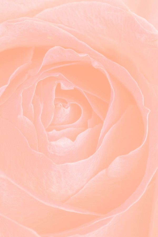 Pastel orange floral patterned background | Premium Photo - rawpixel