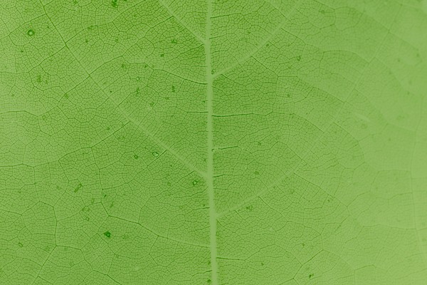 Green leaf pattern textured backdrop | Free Photo - rawpixel