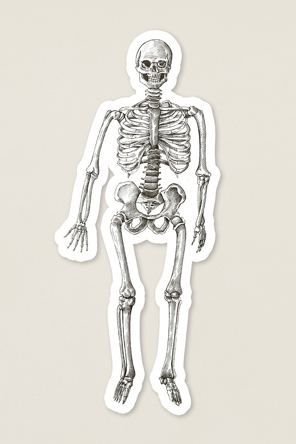 Hand drawn human skeleton sticker | Premium PSD - rawpixel