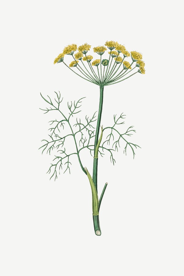 Vector botanical dill plant illustration | Premium Vector Illustration ...
