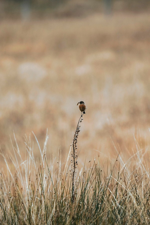 Wild bird dry winter field | Premium Photo - rawpixel