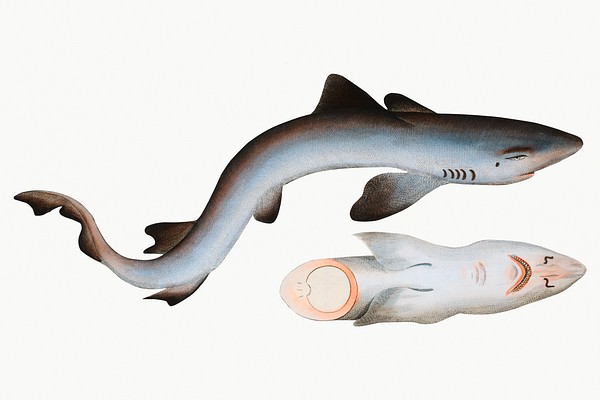 Vintage illustration of Tope or | Premium PSD Illustration - rawpixel